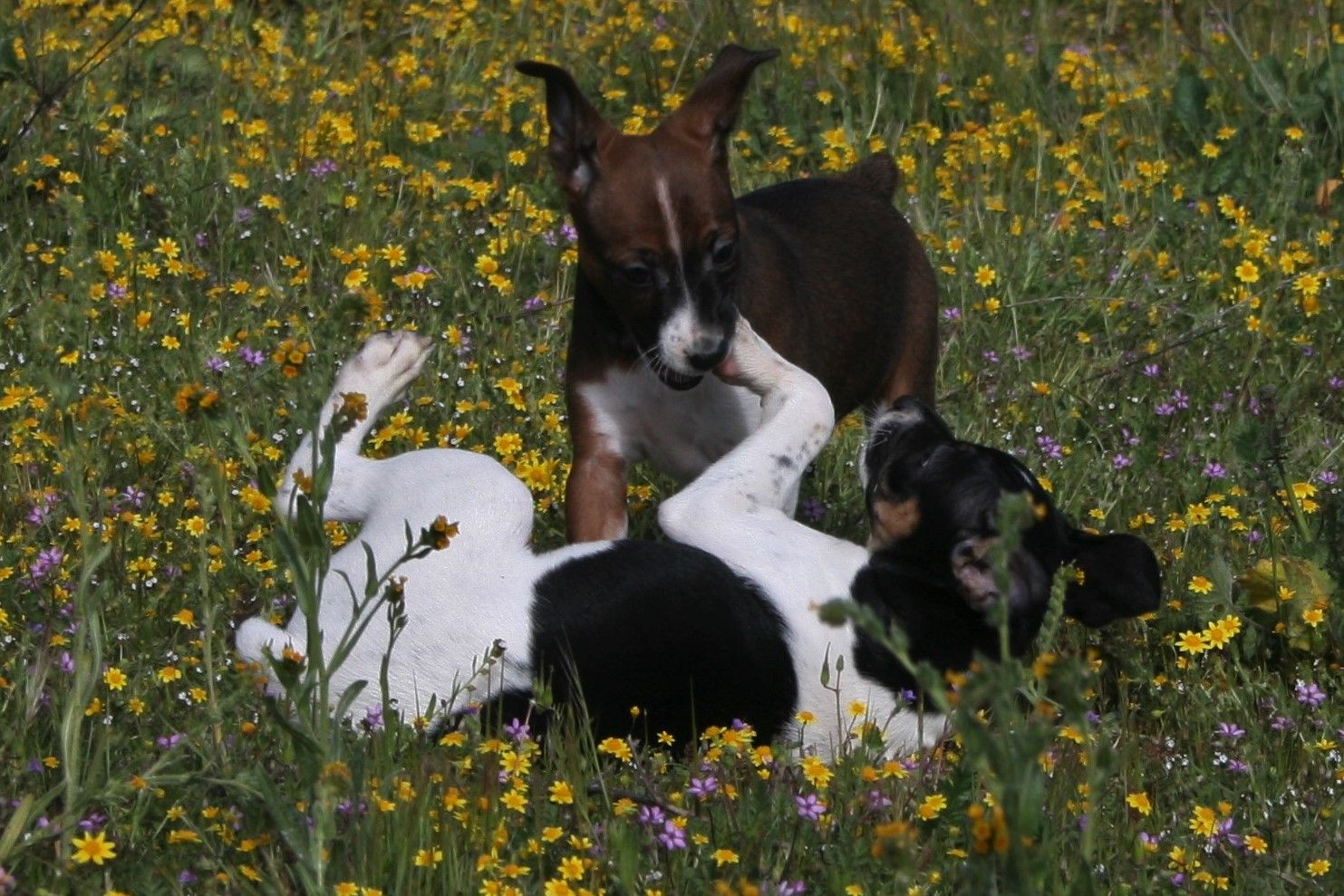 Standard Rat Terriers