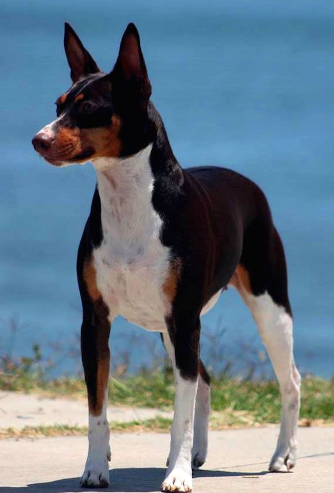Standard Rat Terriers