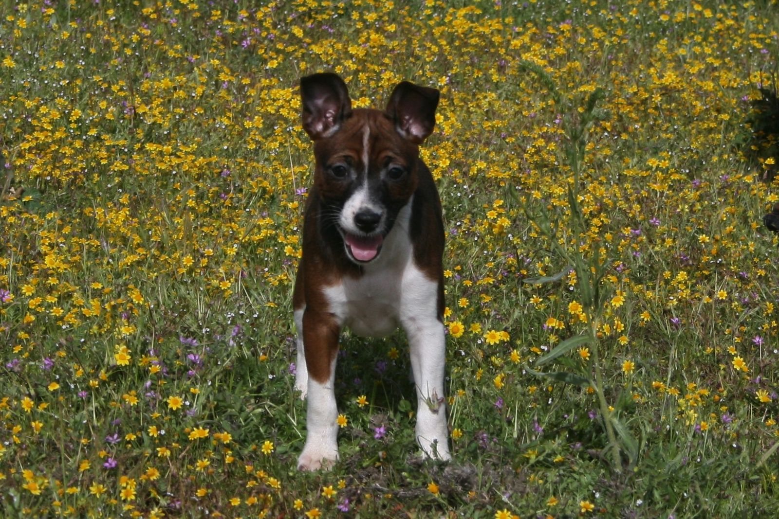 Standard Rat Terriers