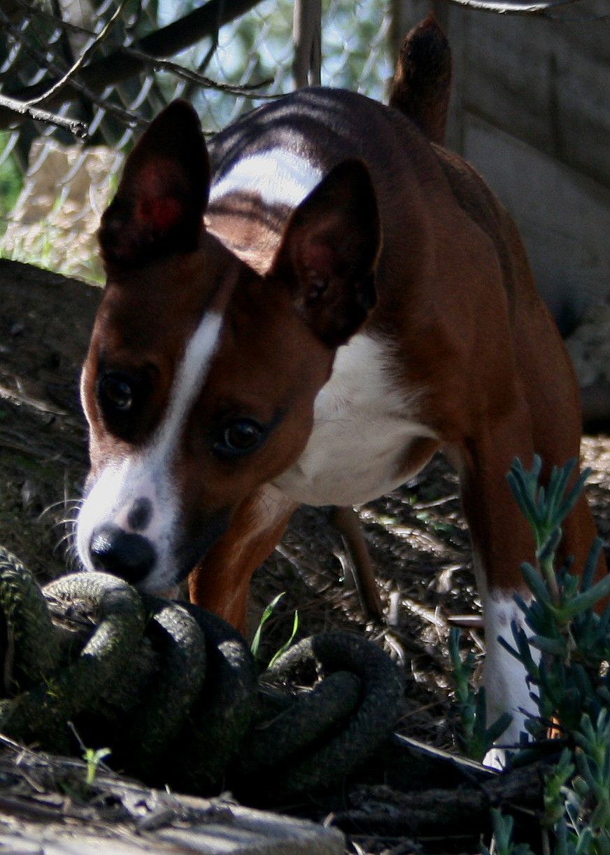 Standard Rat Terriers