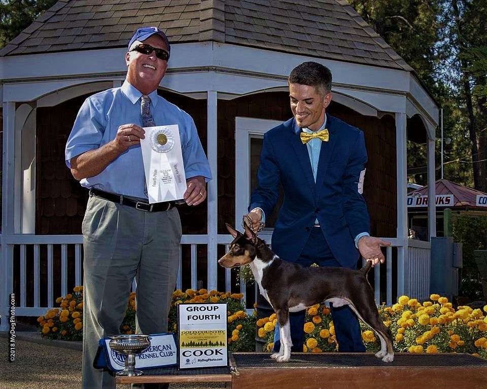 Standard Rat Terriers