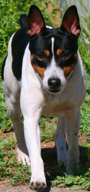 Standard Rat Terriers