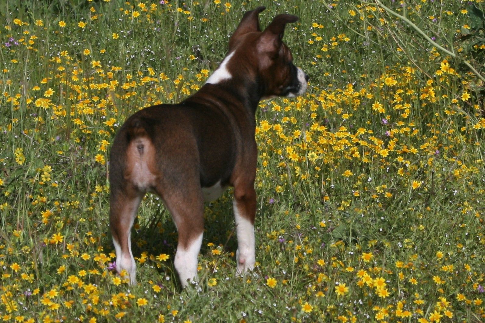 Standard Rat Terriers