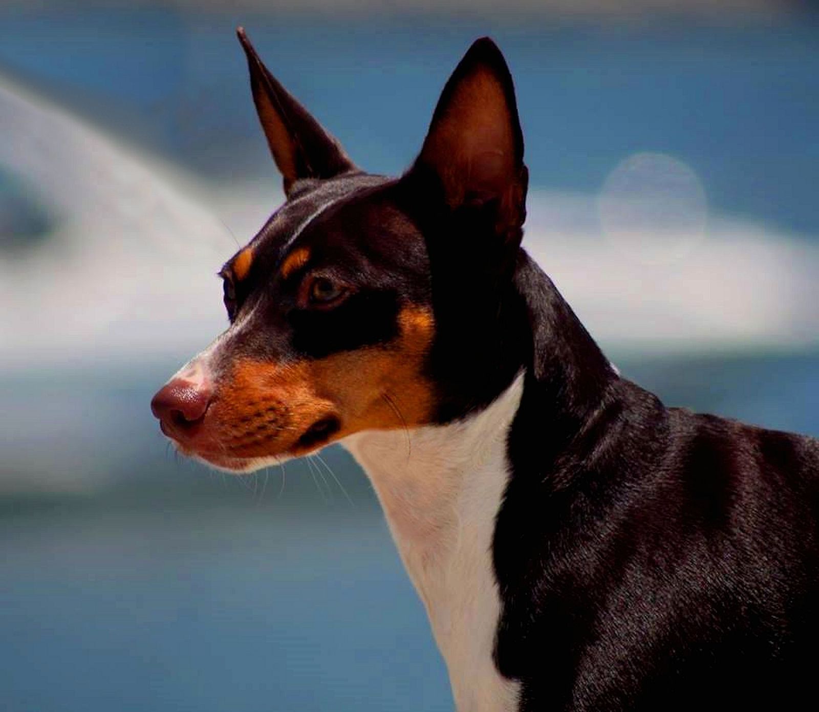 Standard Rat Terriers