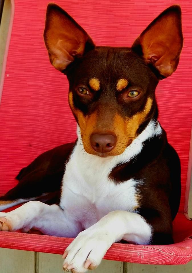 Standard Rat Terriers