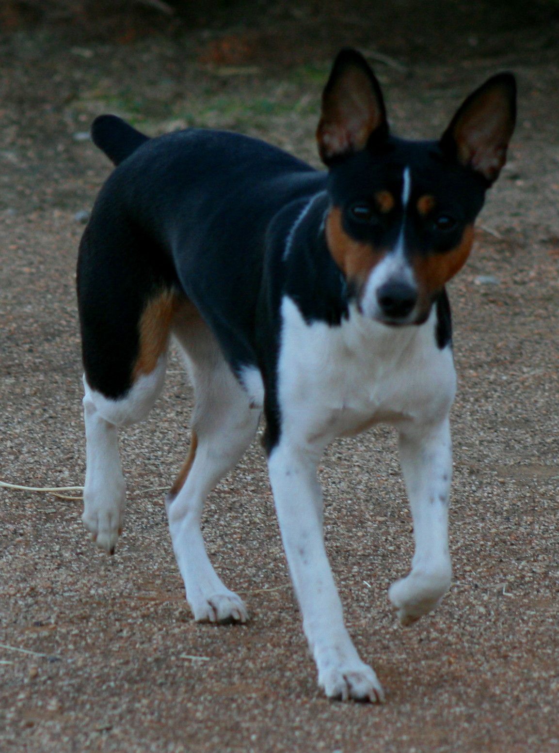 Standard Rat Terriers