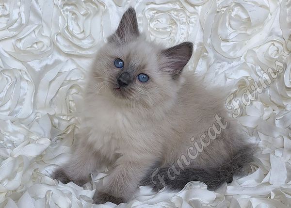 Fancicat Farms Available Ragdoll Kittens for Sale