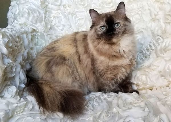 Fancicat Farms Available Ragdoll Kittens for Sale