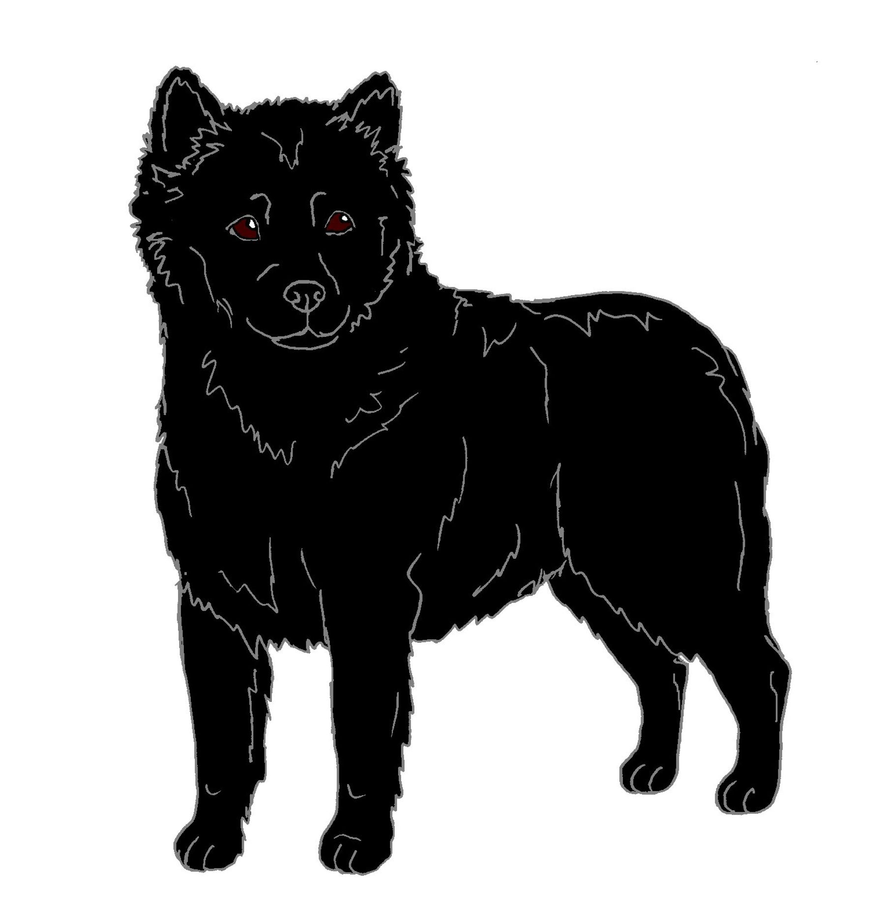Erie Canal Schipperke Club - Agility with Schips