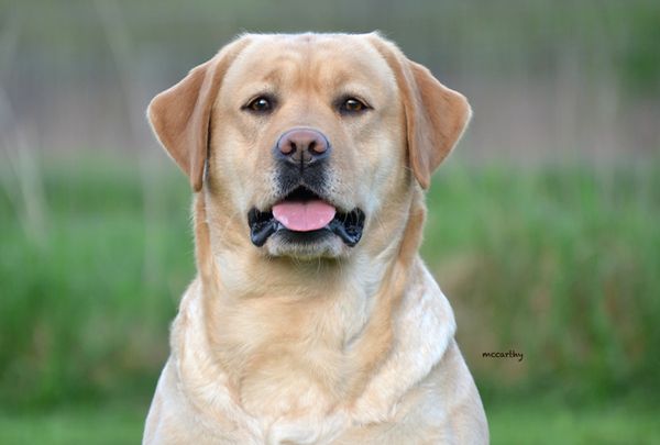 Cherryacre Labradors