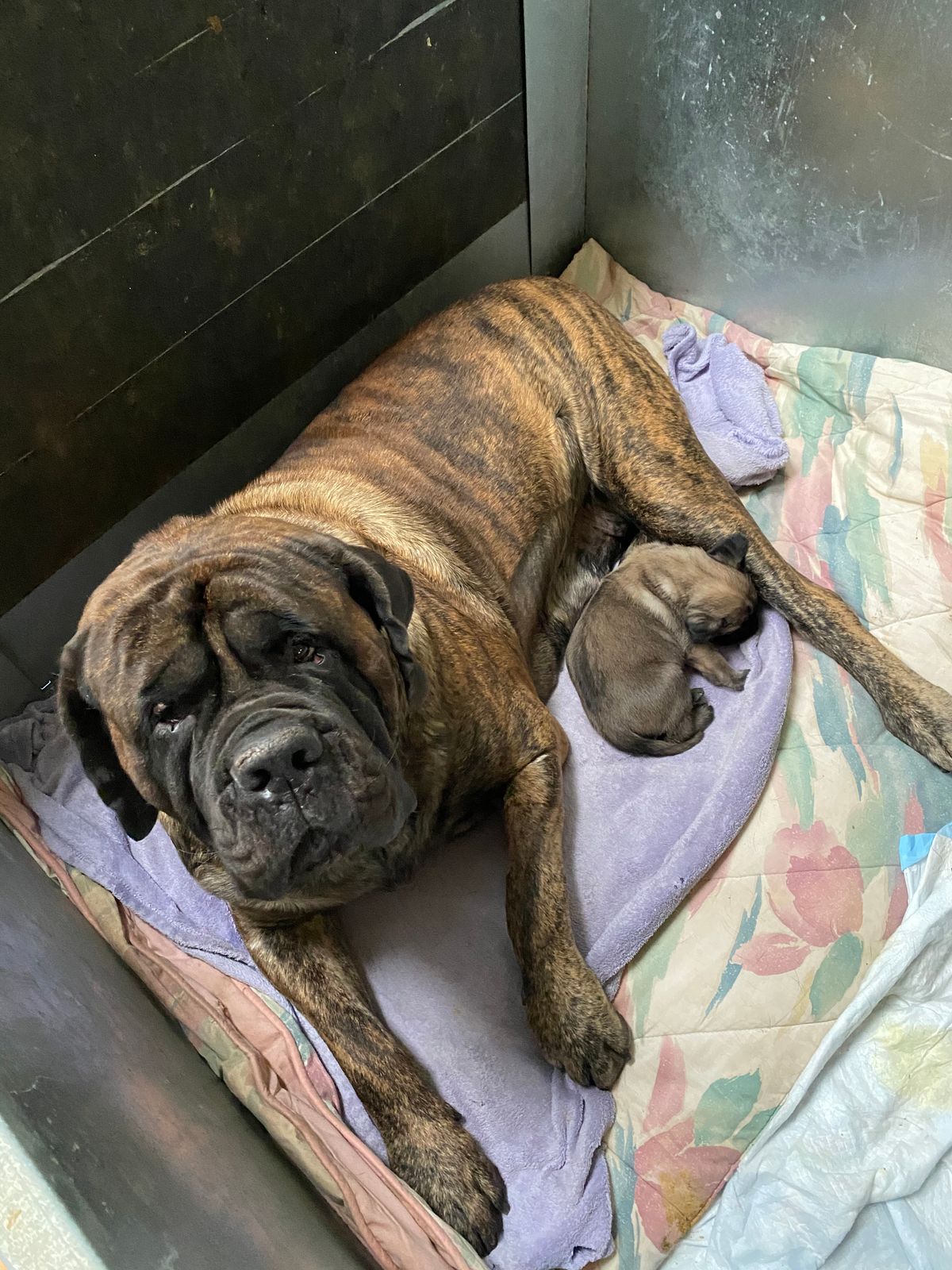 Green Meadow Mastiffs - Ricky Bobby