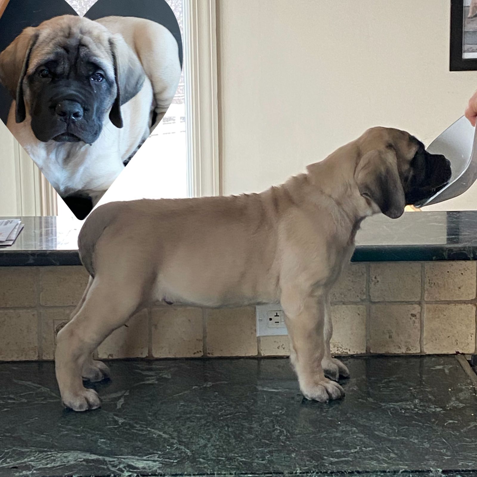 Green Meadow Mastiffs - Ricky Bobby