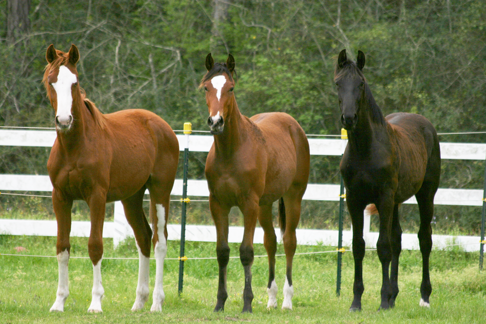 Walkabout Station - Foaling Calculator