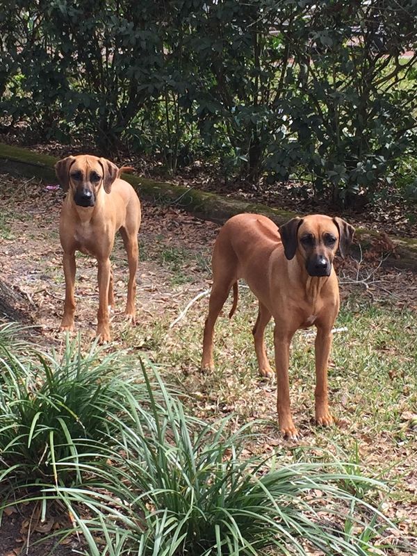Rhodesian Ridgebacks Florida