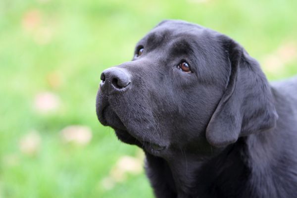 Paradocs Labradors - Heath