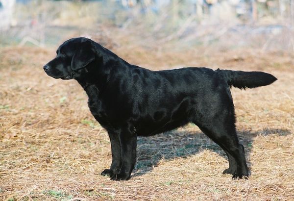 Paradocs Labradors - Heath