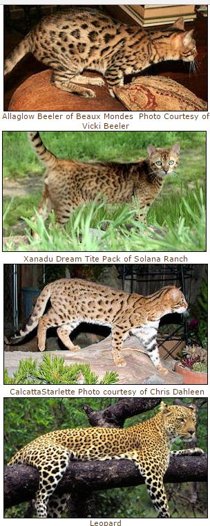 Bengal cat rosettes and spots