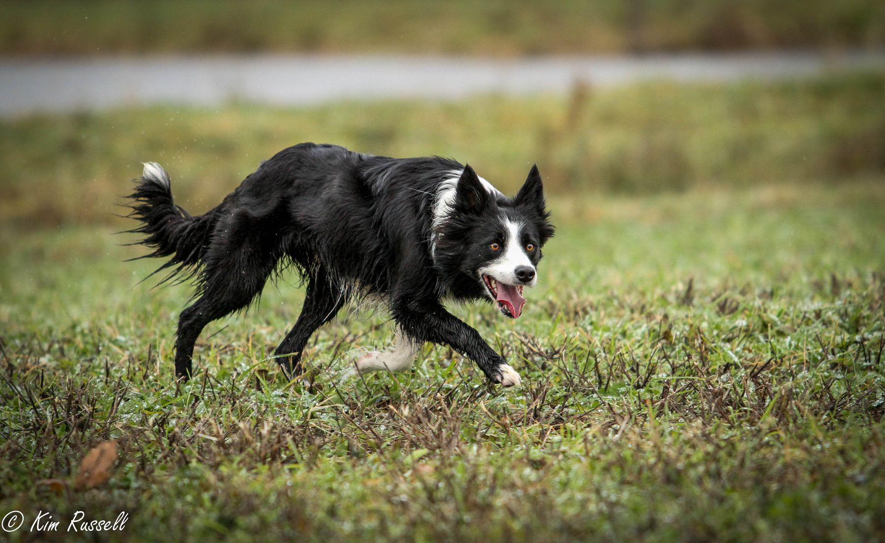 How Many Miles Can A Border Collie Run