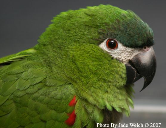 Perky Parrots - Hahn's