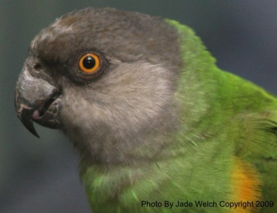 Perky Parrots - Senegal Parrot