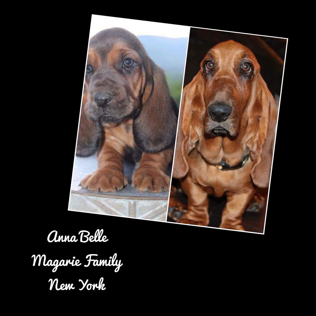 BASSET HOUNDS IN WEST VIRGINIA