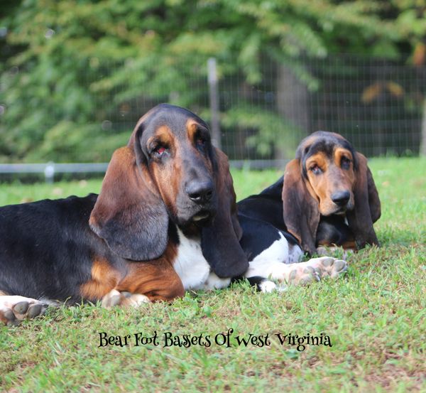 BASSET HOUNDS IN WEST VIRGINIA