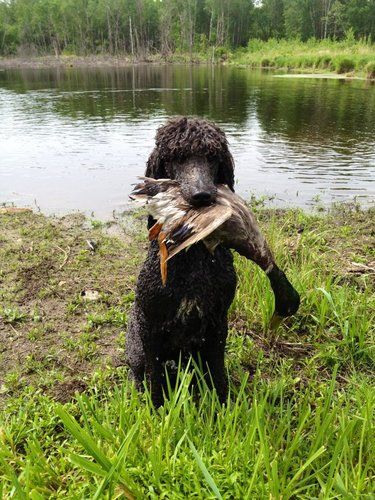 Spirit Standard Poodles - Sunday's Page