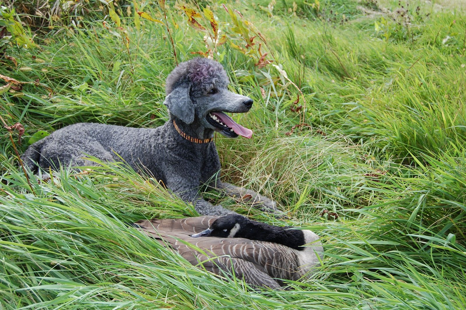 Spirit Standard Poodles - Spirit's Page