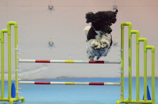 Spirit Standard Poodles - Parti Colored Poodles