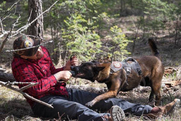 MalinGer Kennels - Titled Dogs