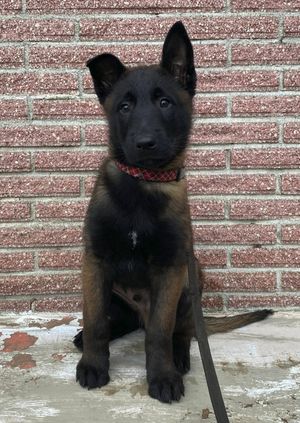 MalinGer Kennels - Available