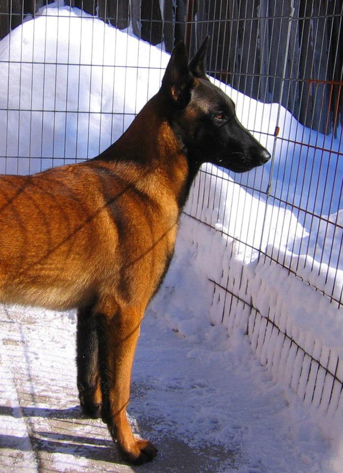 MalinGer Kennels - Photos