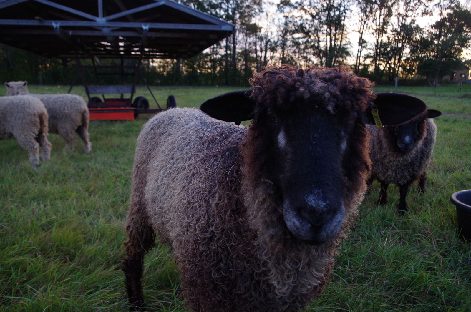 St. Isidore Farm - About The Breed