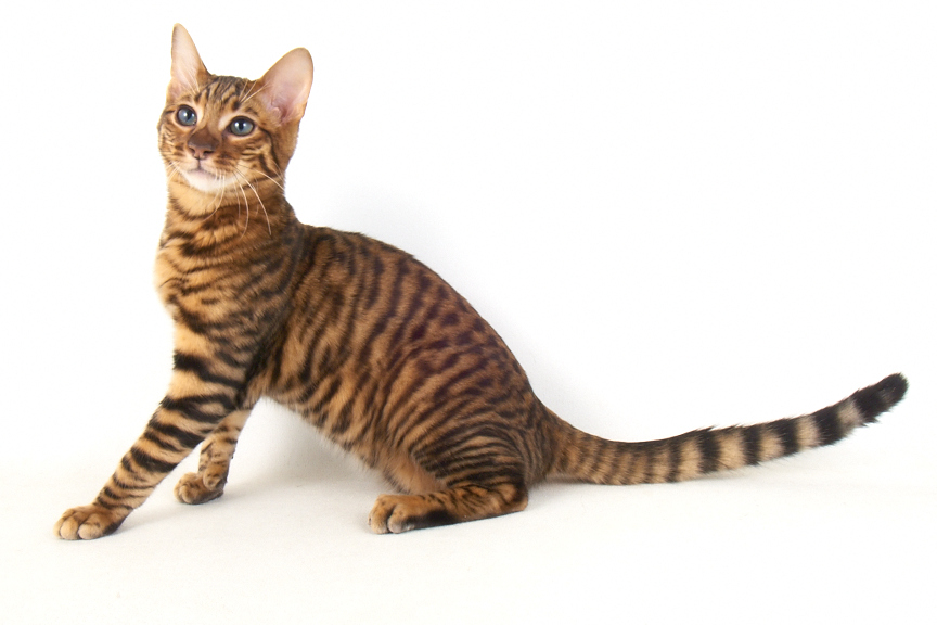 Somewhere between a Toy Tiger and the real thing. Exciting breed ...