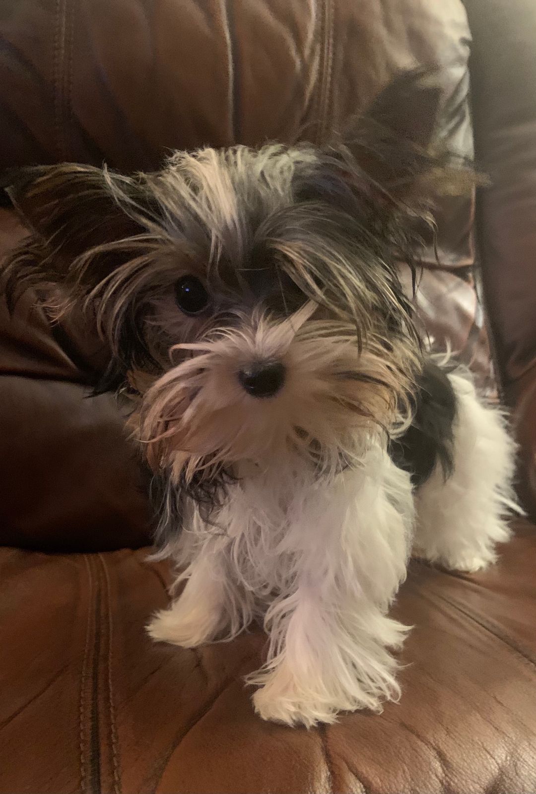 Heaven Sent Biewers - Biewer Terrier Puppies