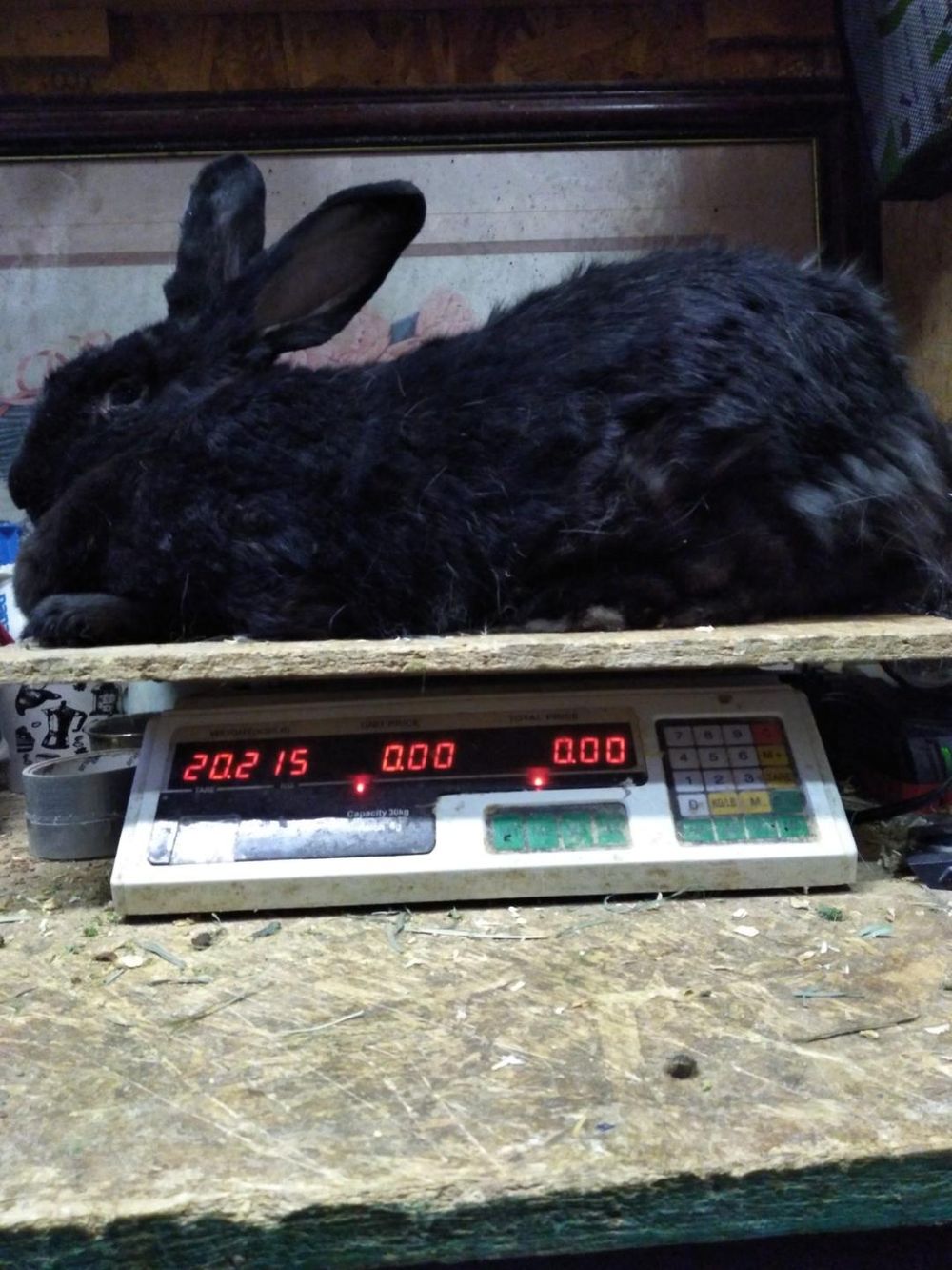 Happy Tails Flemish Giants - The 20+ Pound Club