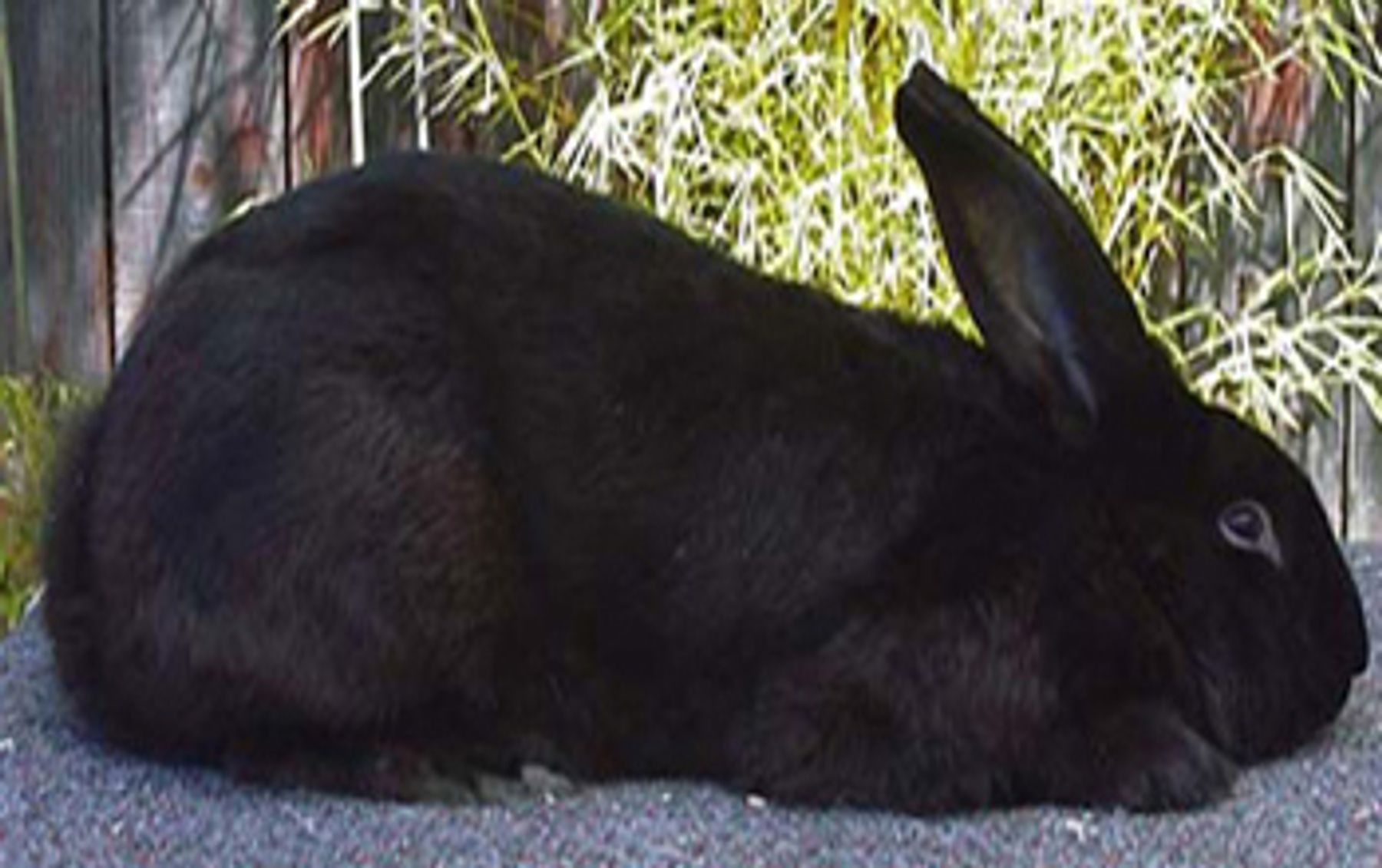 Happy Tails Flemish Giants