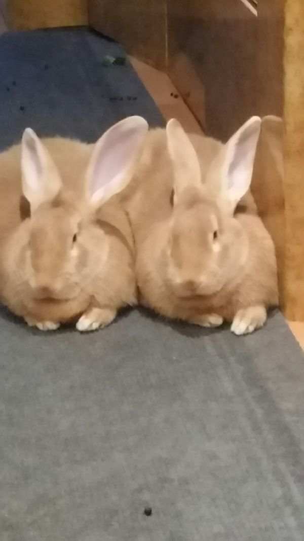 Happy Tails Flemish Giants - About Us