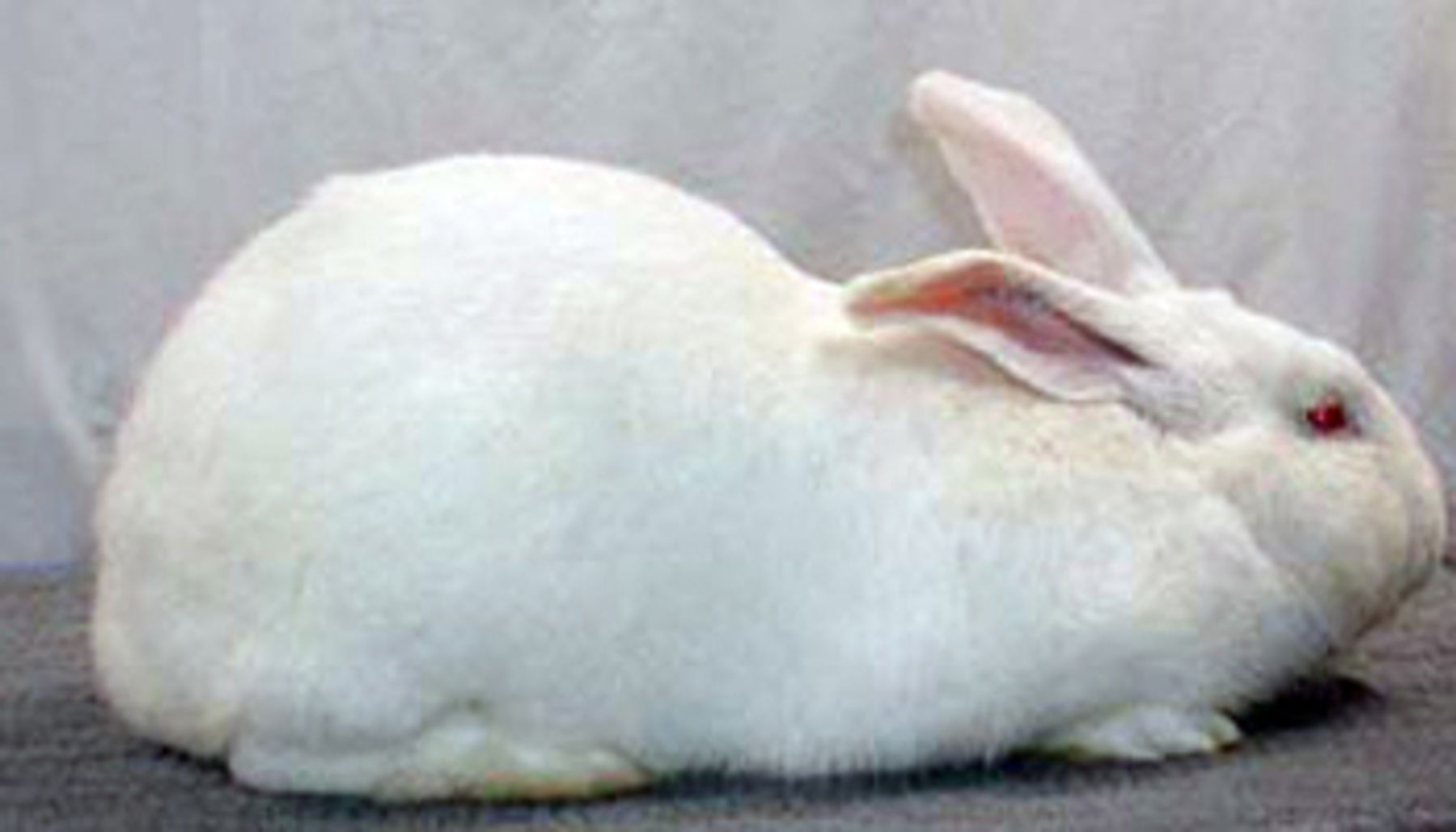 Happy Tails Flemish Giants - Recommended Color Breeding