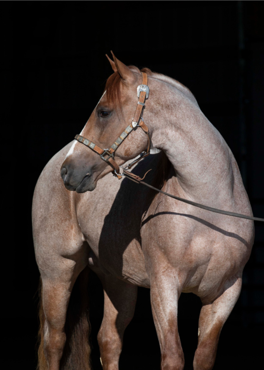 Forever Pine Quarter Horses - Stallions