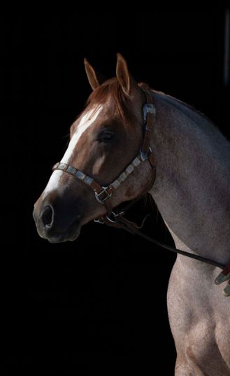 Forever Pine Quarter Horses - Stallions