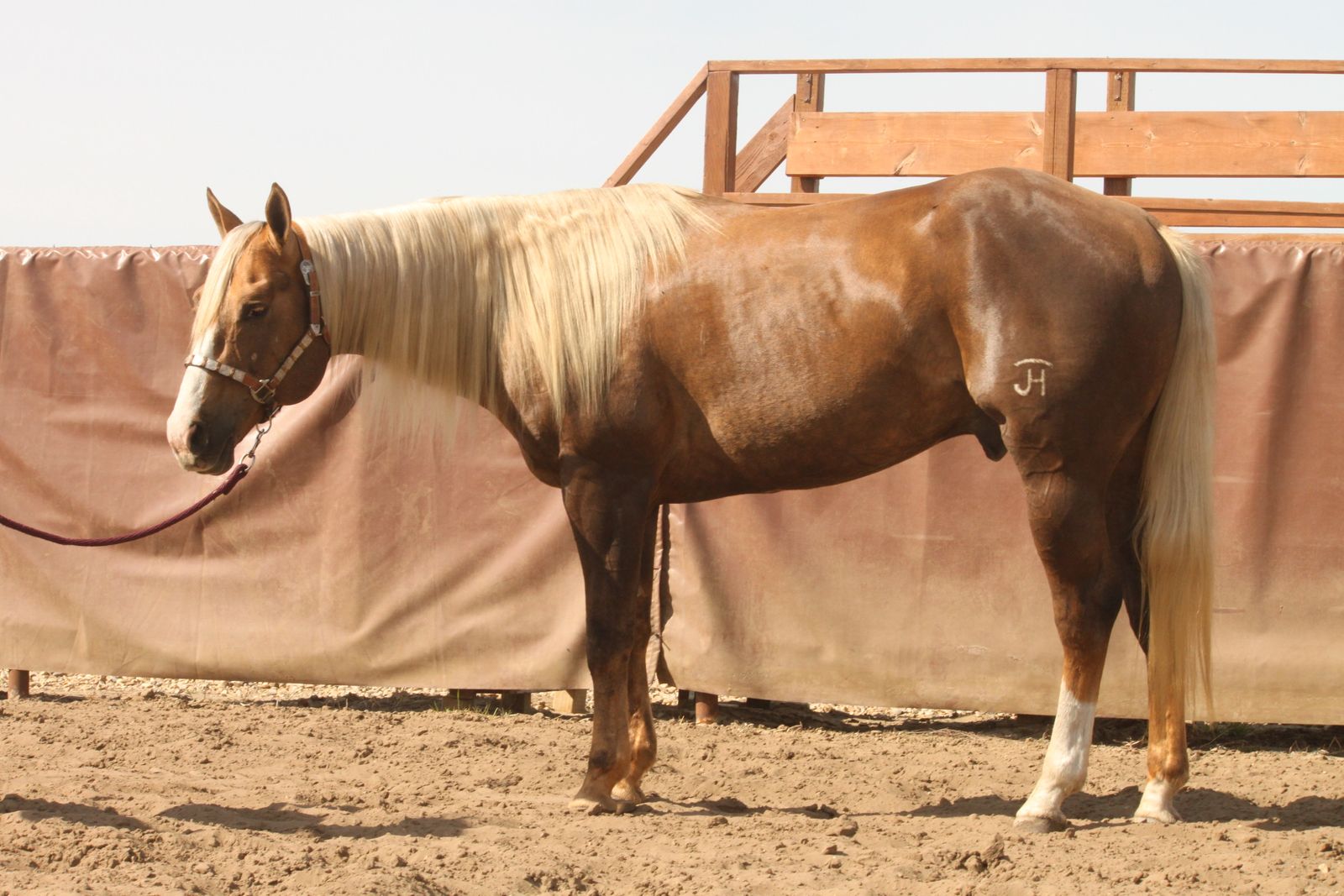 Forever Pine Quarter Horses - Stallions