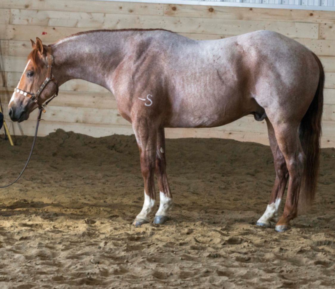 Forever Pine Quarter Horses - Stallions