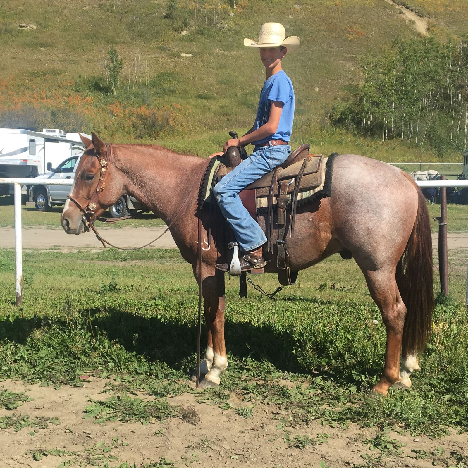 Forever Pine Quarter Horses - Stallions