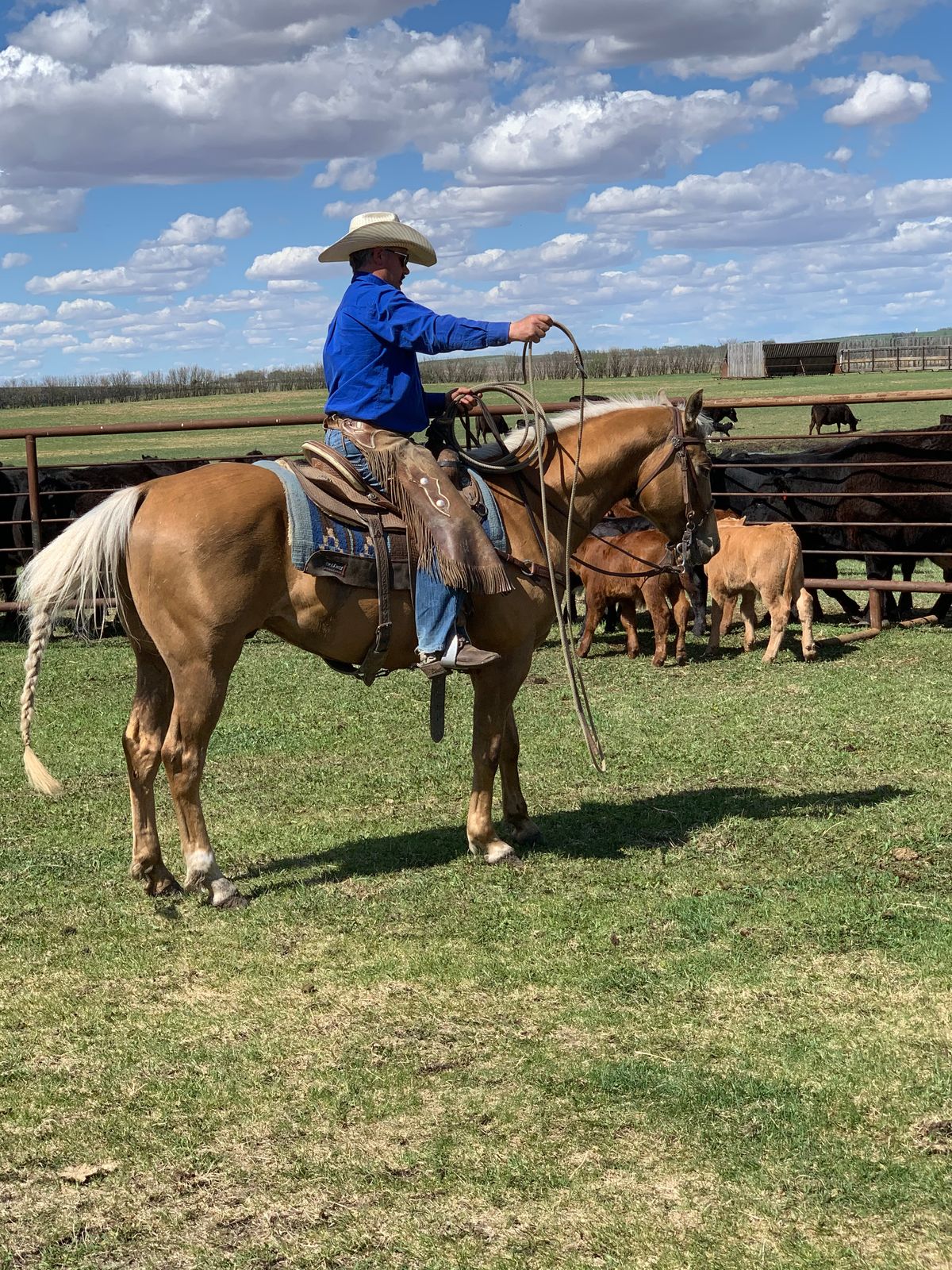 Forever Pine Quarter Horses - Stallions