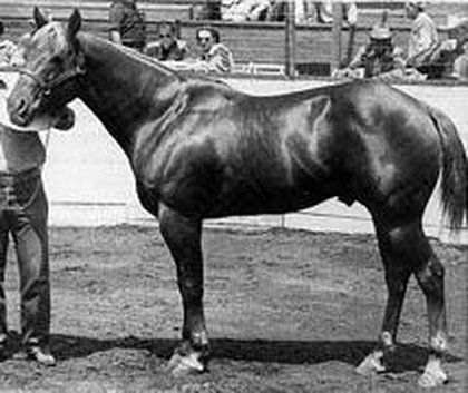 Forever Pine Quarter Horses - Stallions