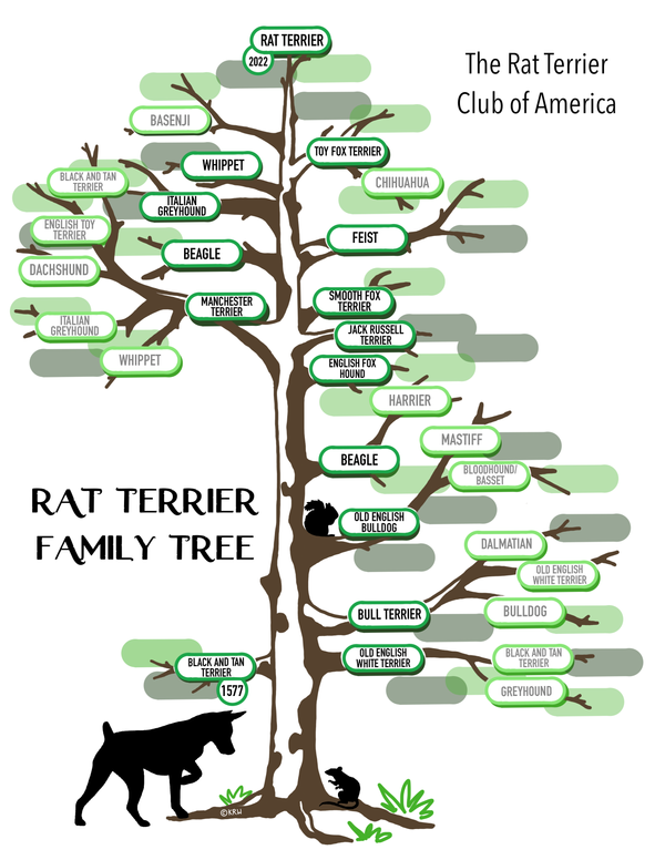 The Tall and Short of the Rattie