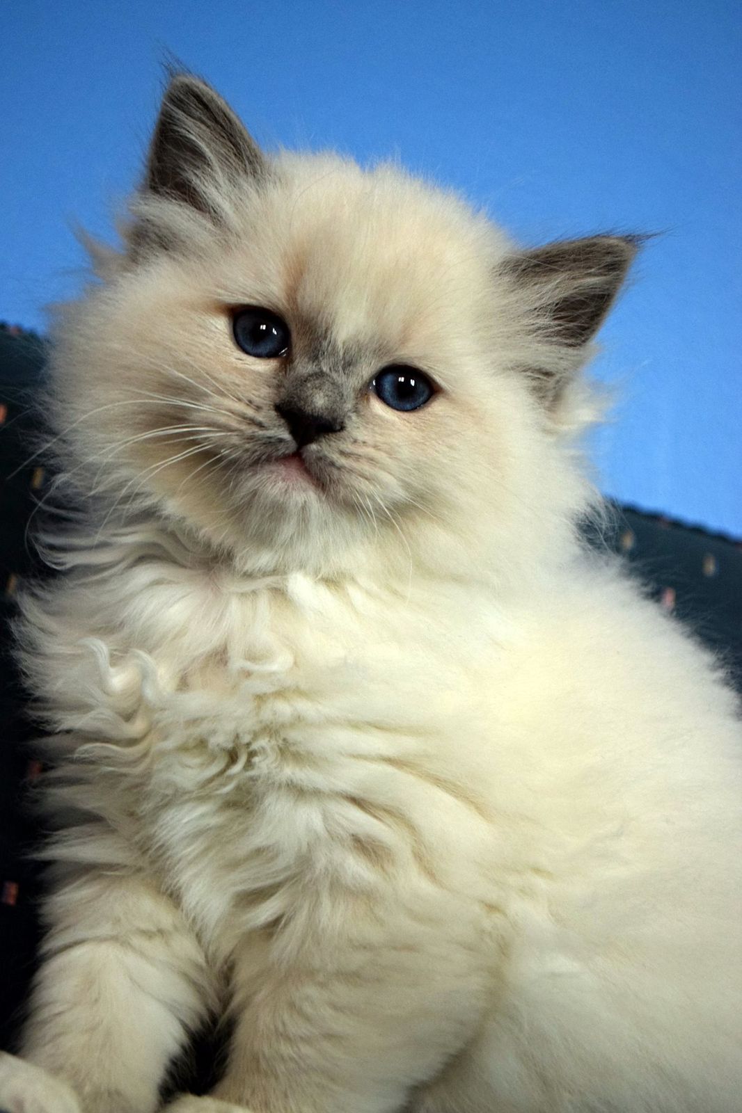 Ohemgee Cattery - Past Kittens