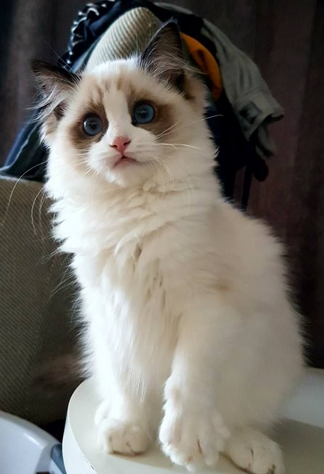 Ohemgee Cattery - Past Kittens