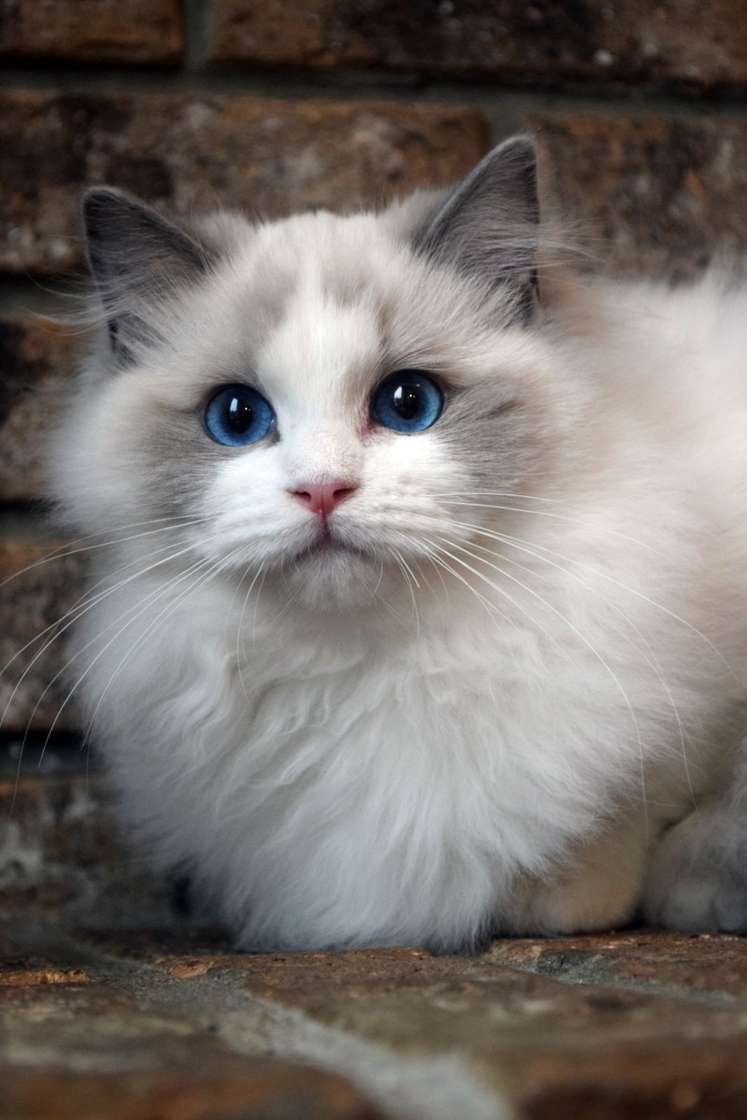 Ohemgee Cattery - Past Kittens